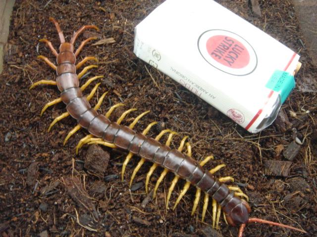 Its centipede season : r/japan